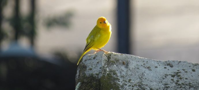 Kanár - Zákulisí slov